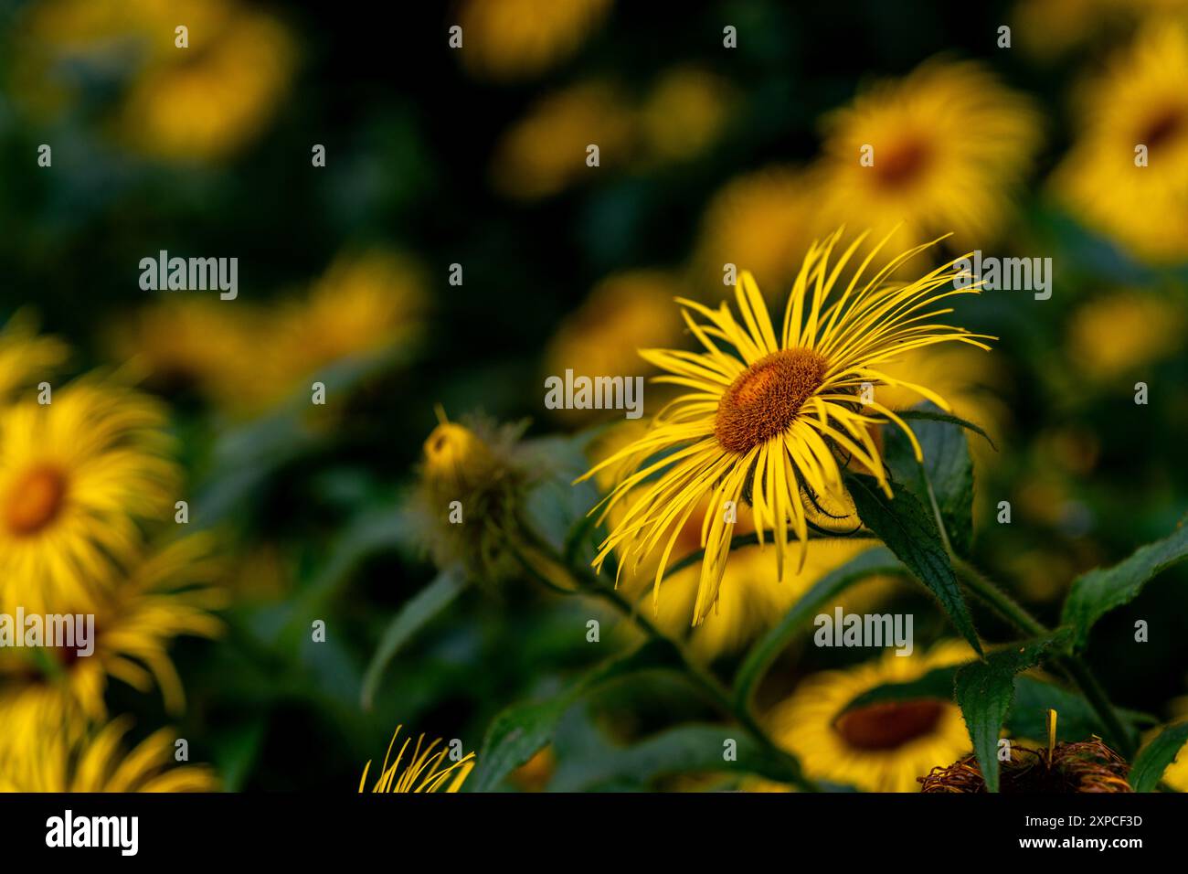 Inula helenium botanical illustration hi-res stock photography and ...