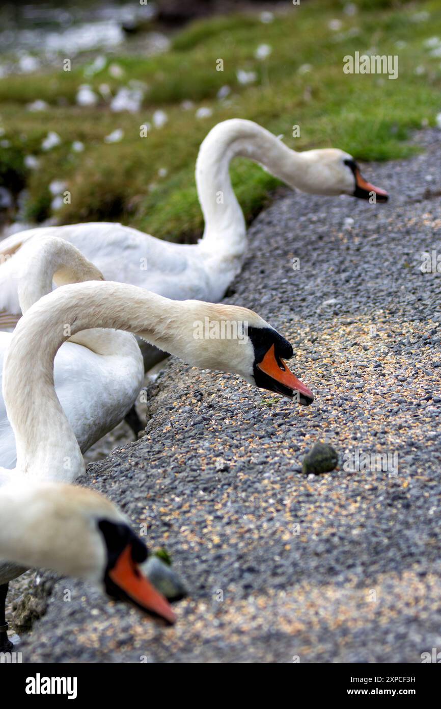 An adult white swan (Cygnus olor) was observed in Swords Demesne ...
