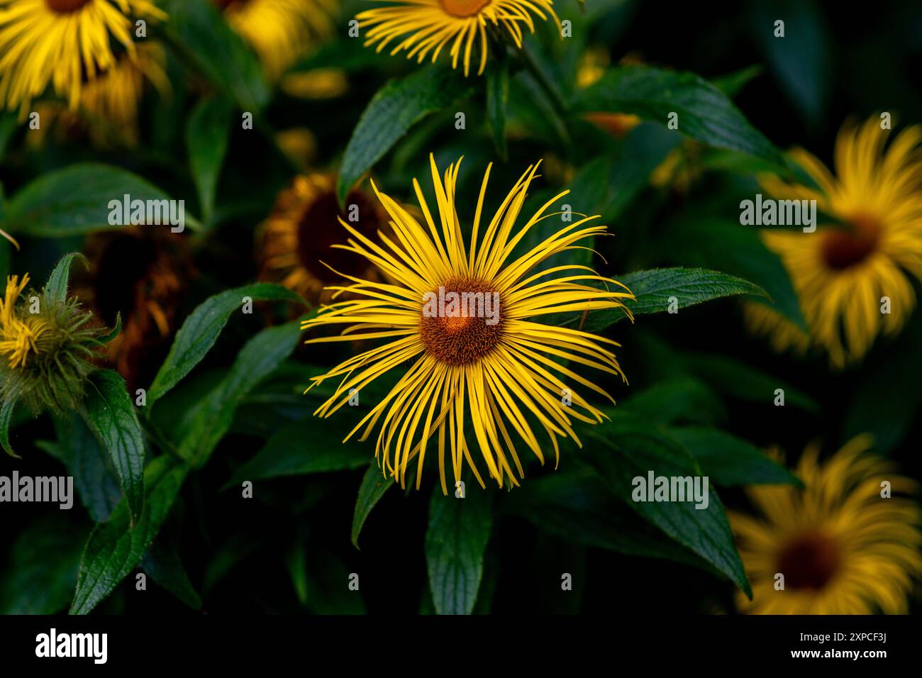 Inula helenium botanical illustration hi-res stock photography and ...
