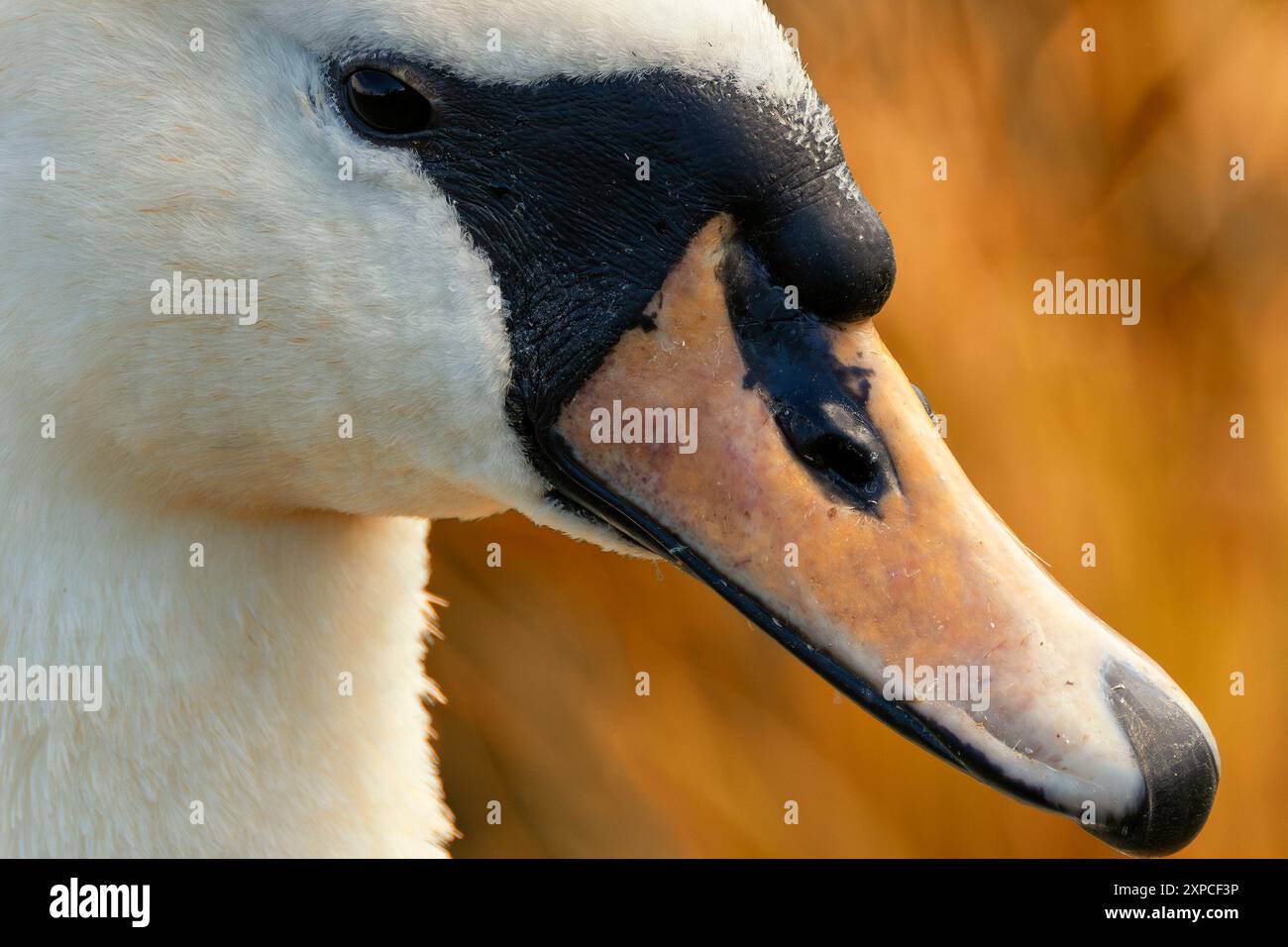 An adult white swan (Cygnus olor) was observed in Swords Demesne ...