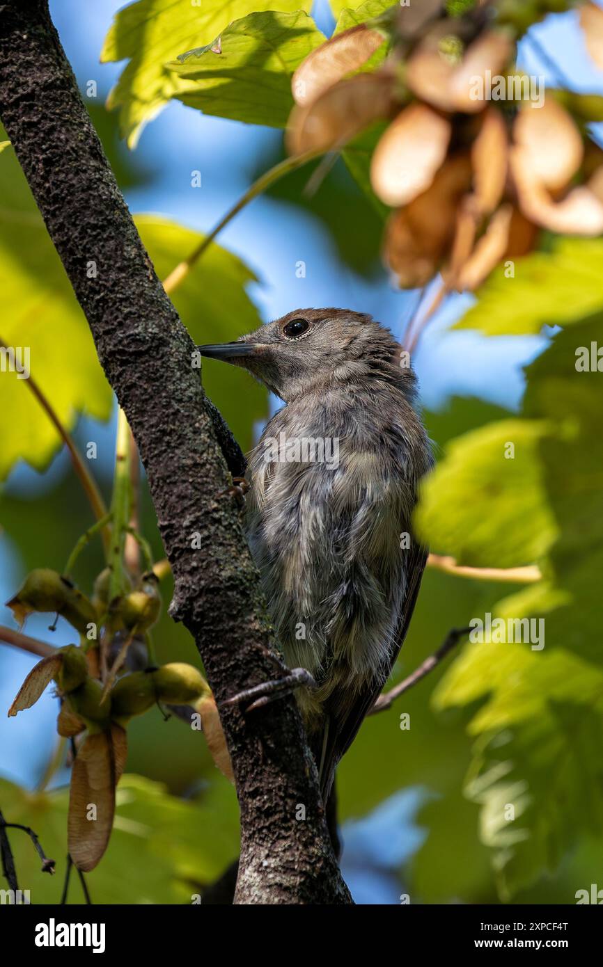 Dublin bird spotting hi-res stock photography and images - Alamy