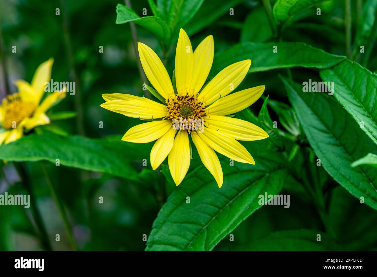 Perennial sunflower helianthus decapetalus hi-res stock photography and ...