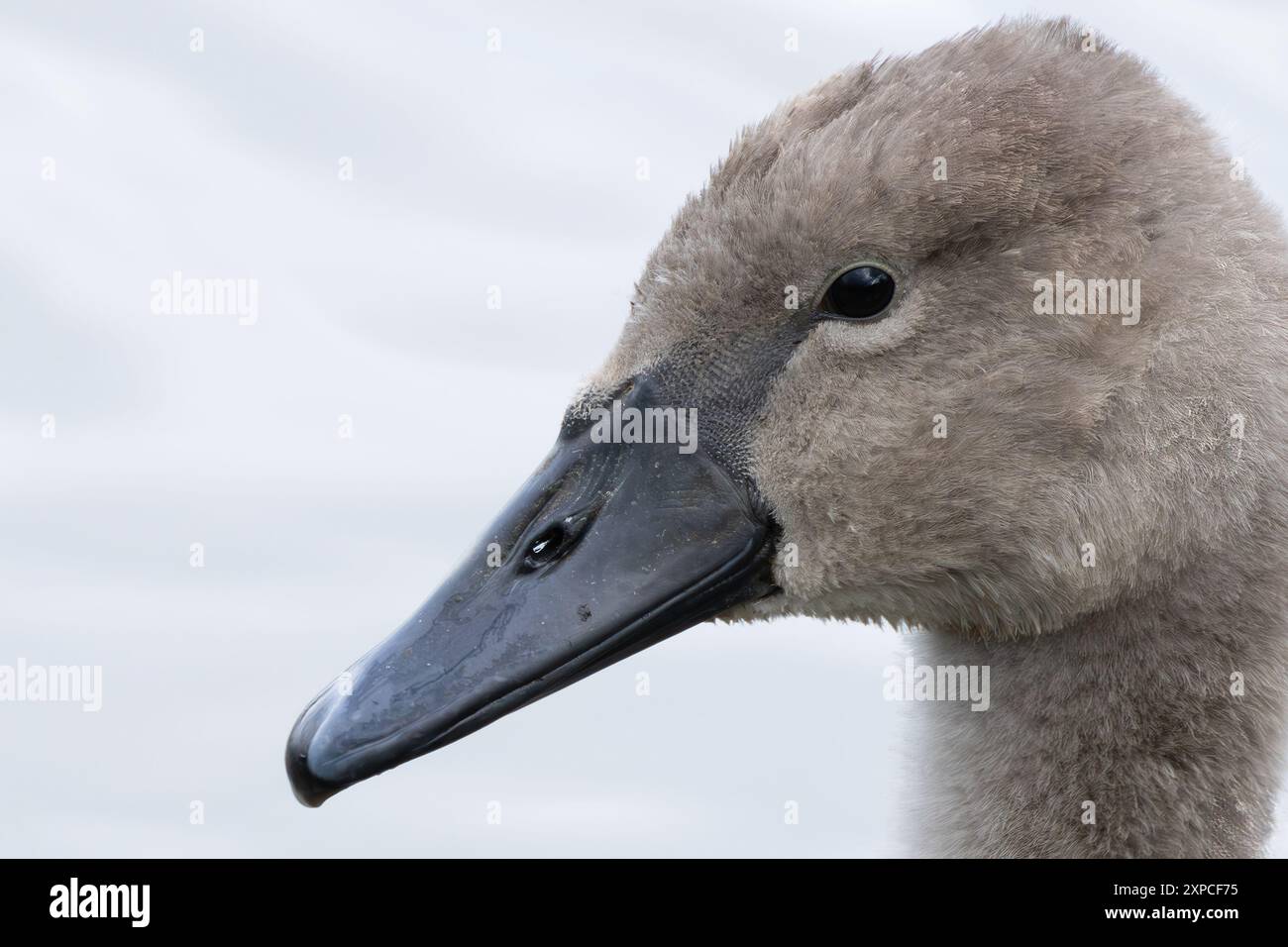 An elegant adolescent white swan (Cygnus olor) was seen gracefully ...