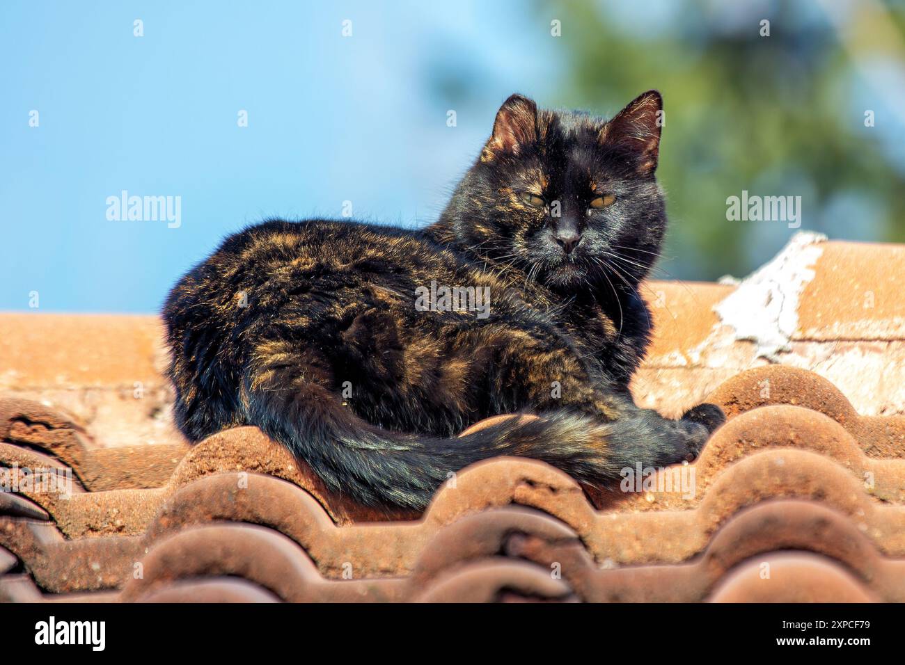 Unique spotted pattern hi-res stock photography and images - Alamy