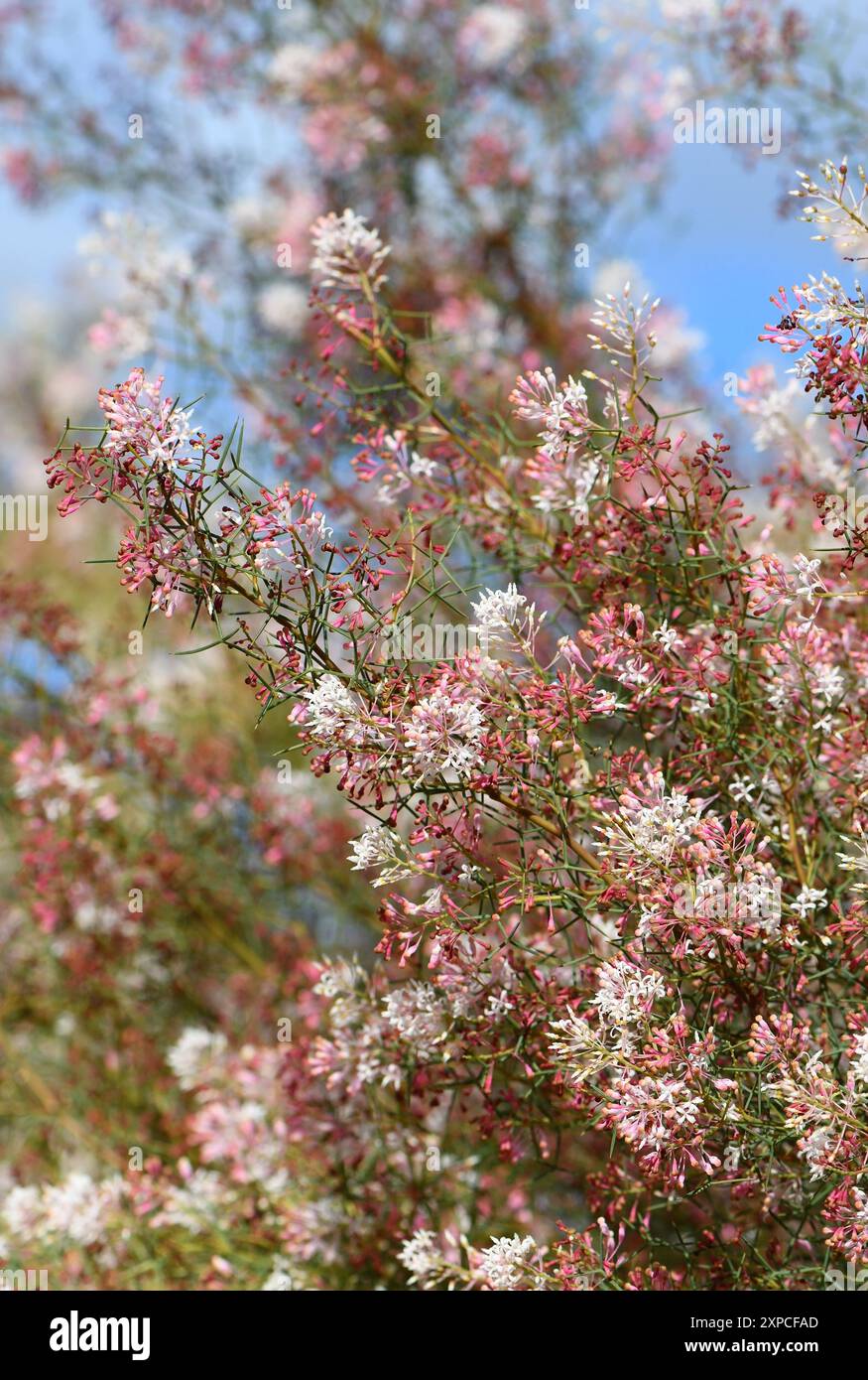 Grevillea spider flower hi-res stock photography and images - Alamy