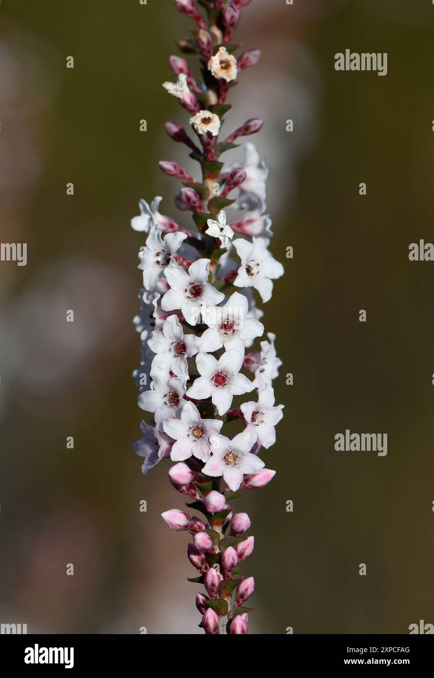 Closeup of flowers and buds of the Australian native Coast Coral Heath ...