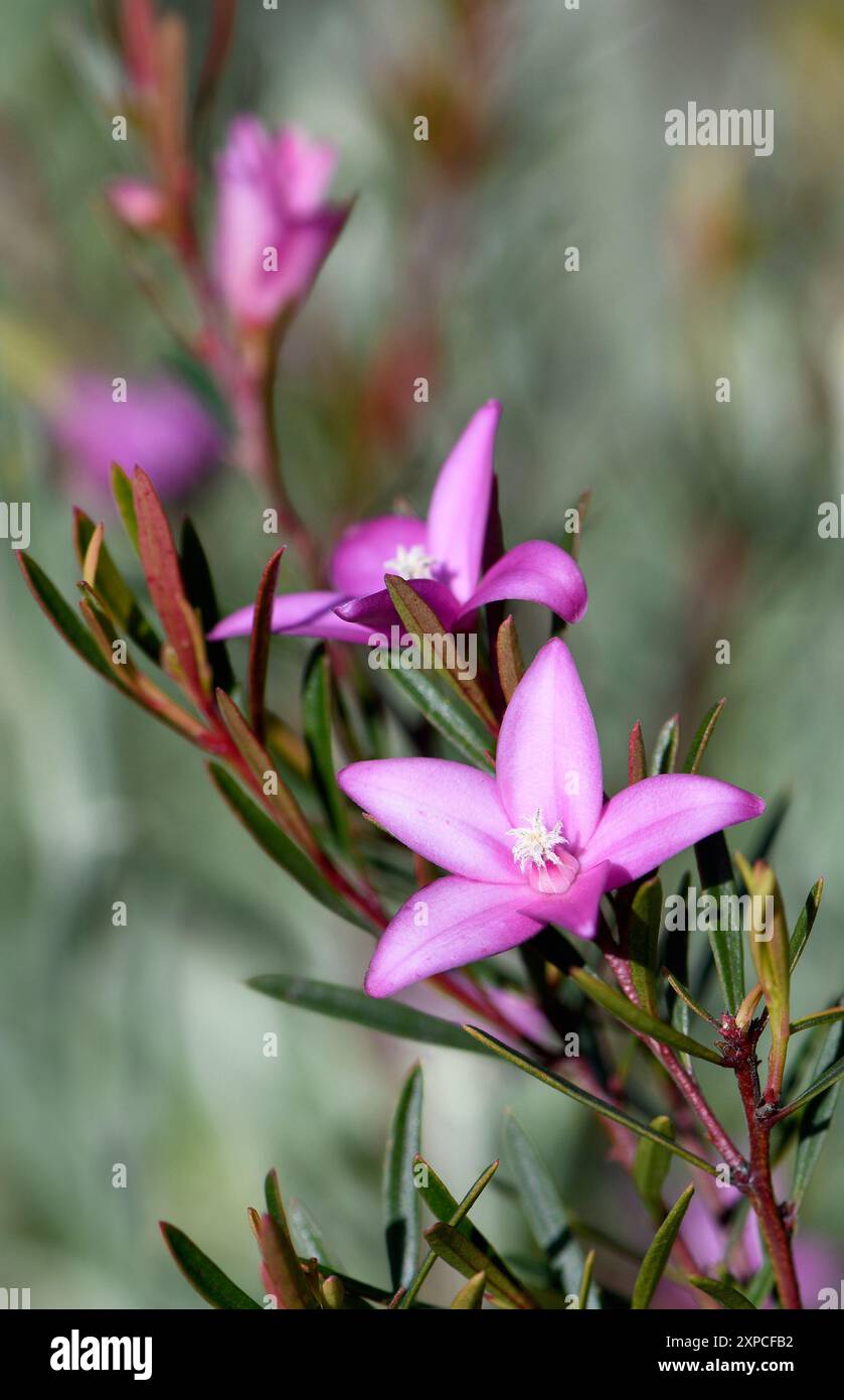 Close up of pink star shaped flowers of the Australian native waxflower ...
