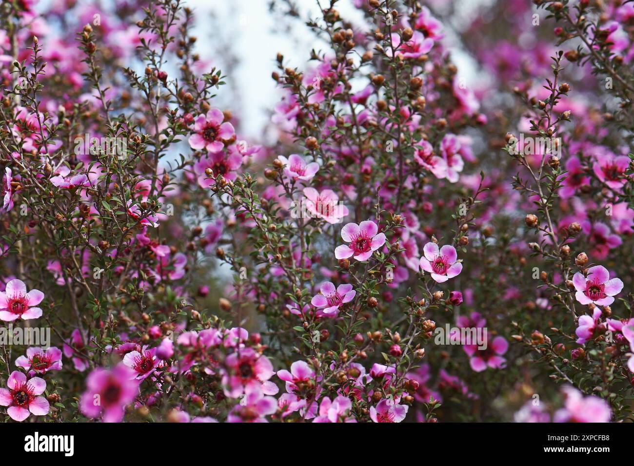 Leptospermum scoparium hi-res stock photography and images - Alamy