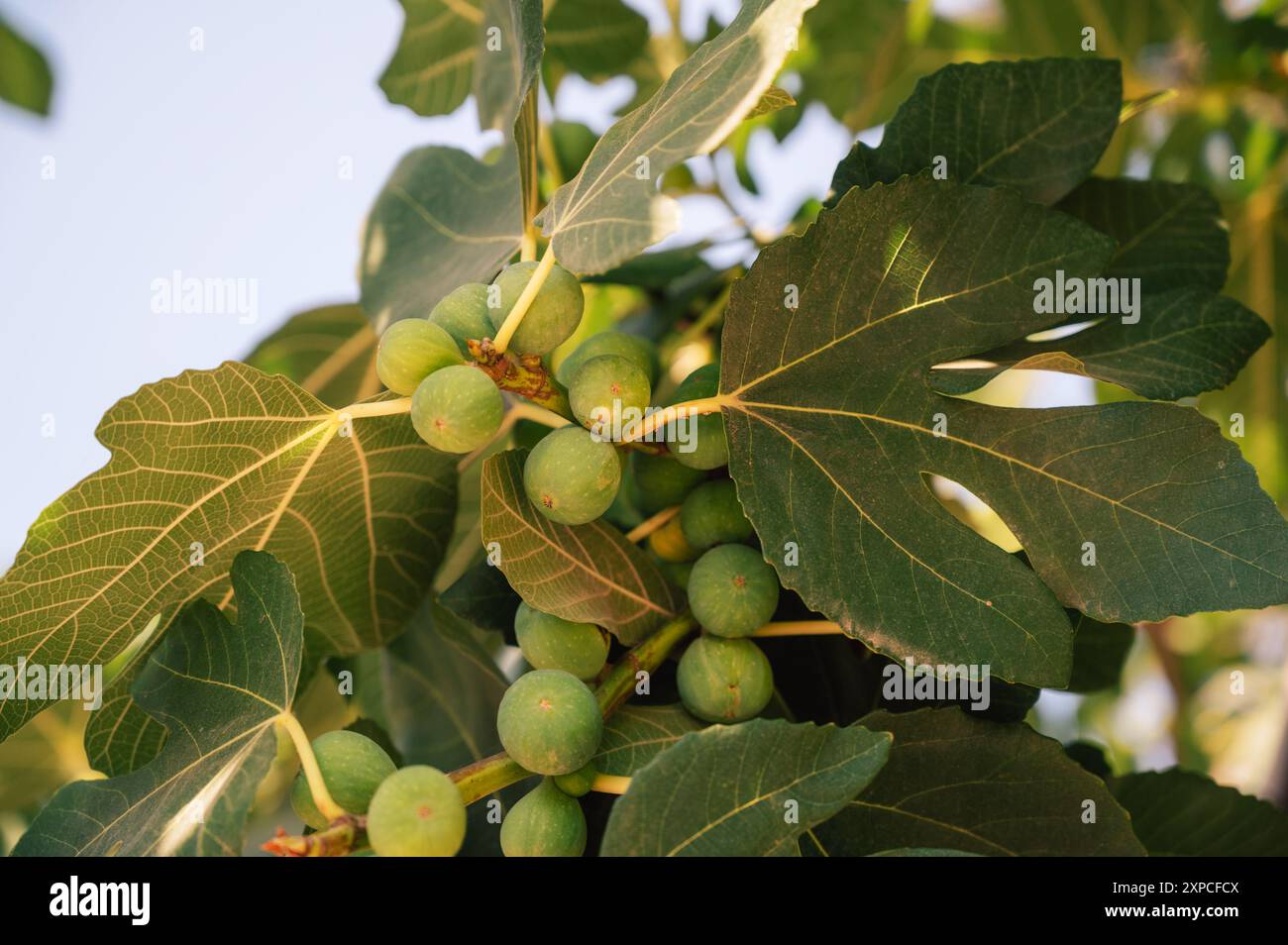 Growing Fig fruits on branches of a fig tree, beauty summer day Stock ...