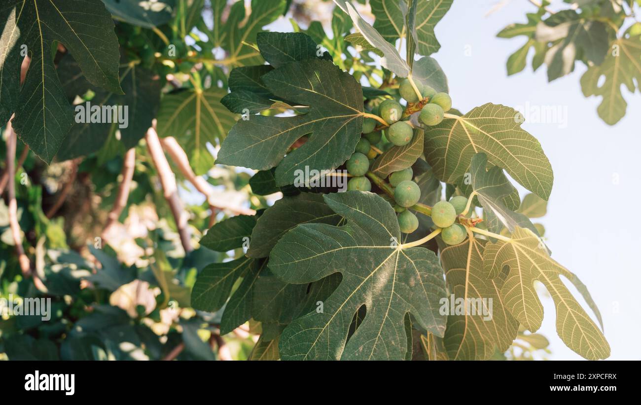 Growing Fig fruits on branches of a fig tree, beauty summer day Stock ...