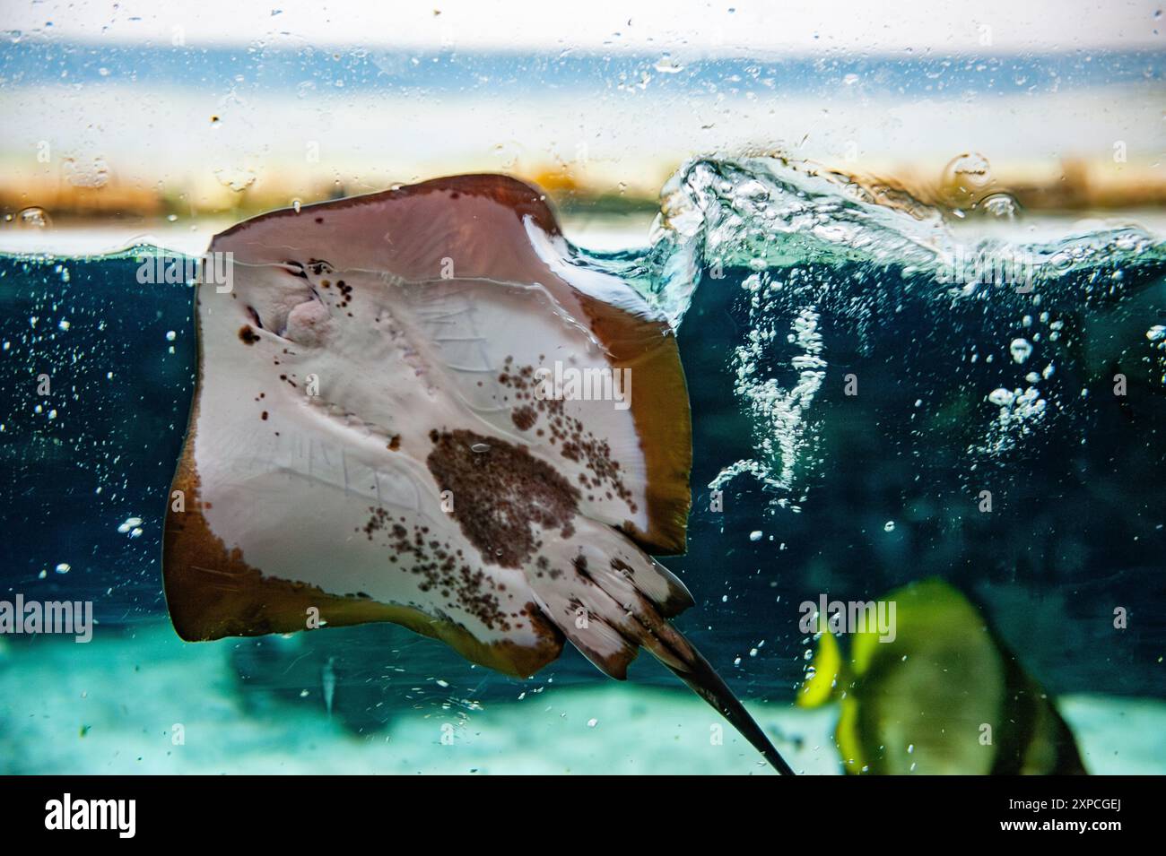 Asexual reproduction hi-res stock photography and images - Alamy