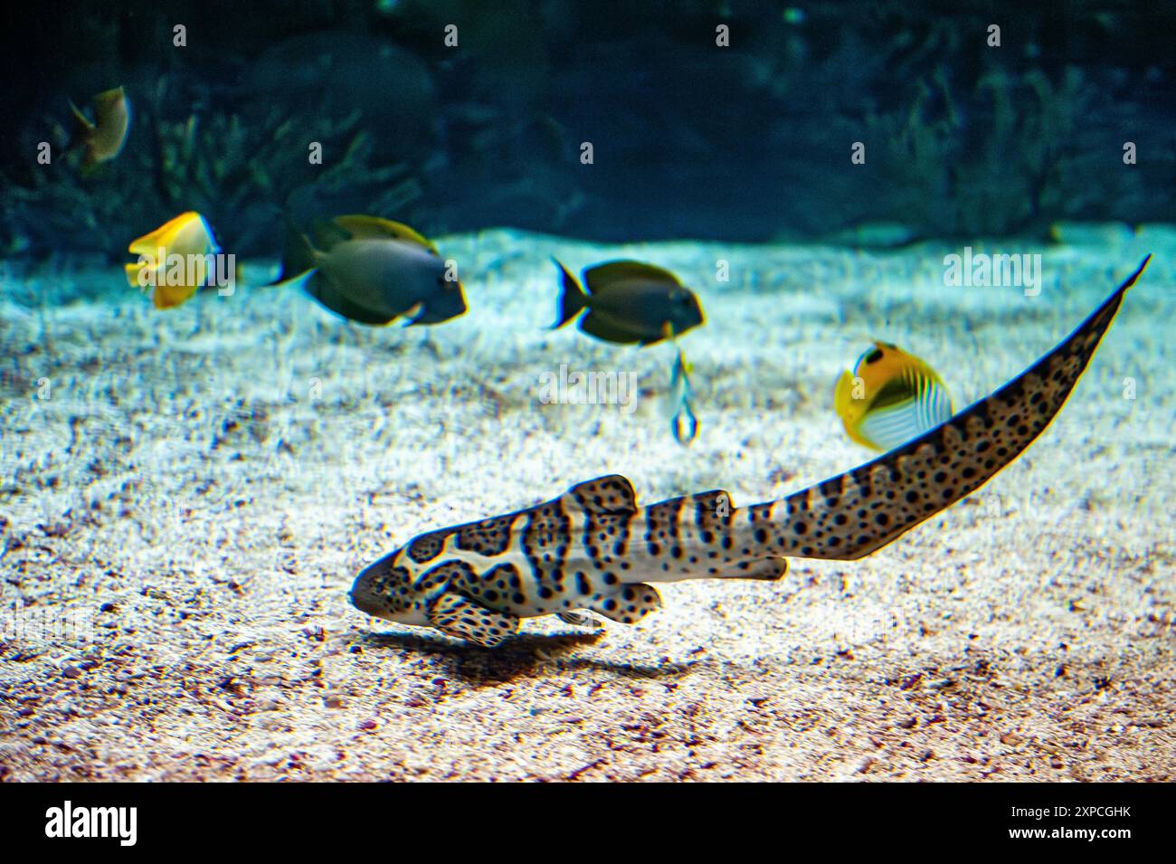 Arnhem, Netherlands. 05th Aug, 2024. A young leopard shark is seen ...