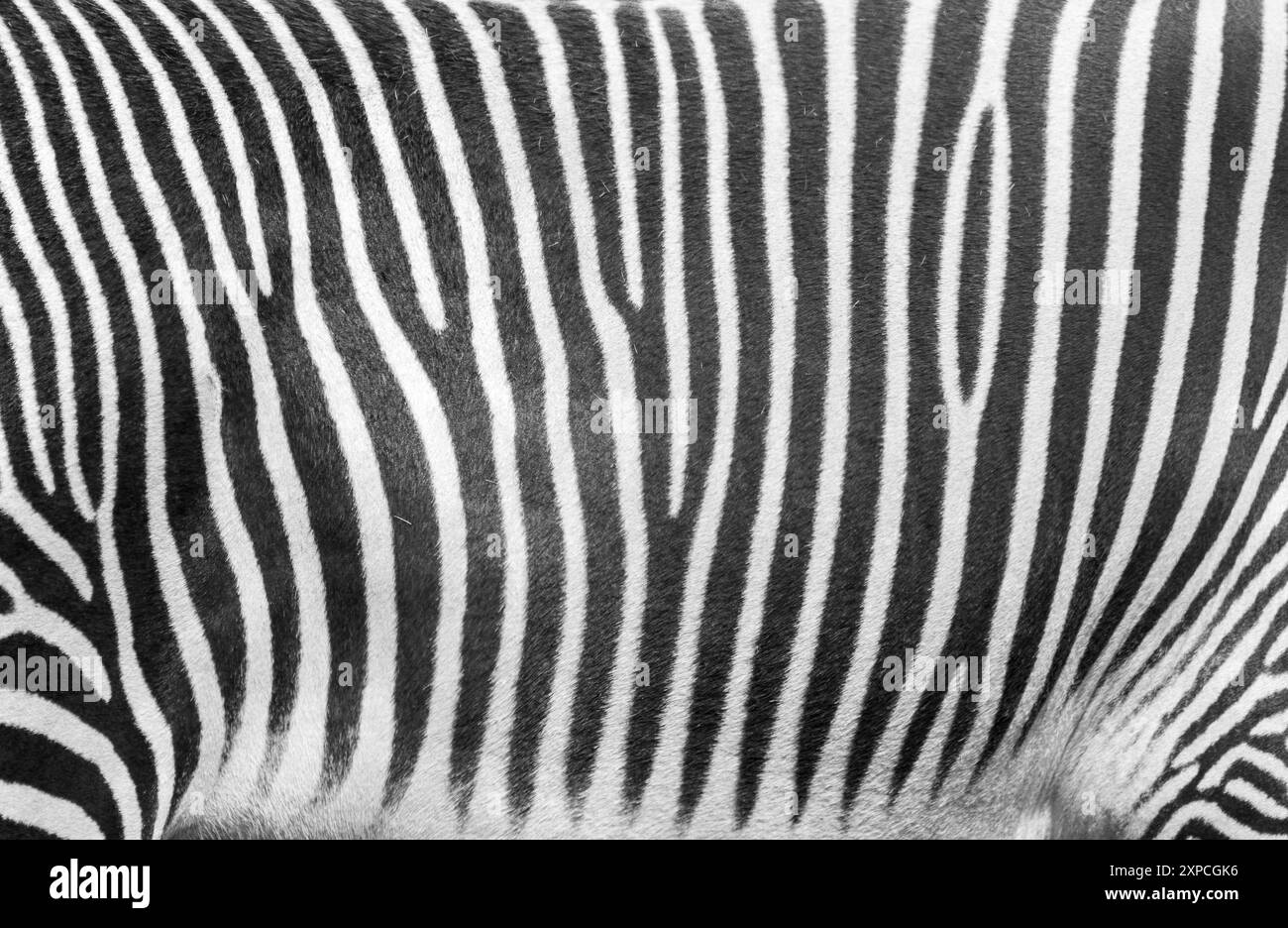 Zebra close up, patterns at Edinburgh Zoo in Scotland Stock Photo - Alamy