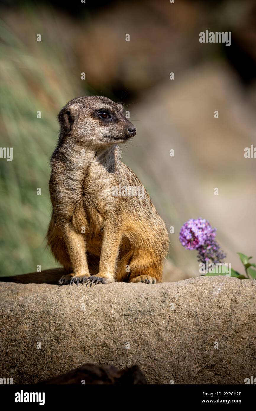 Meerkat at Edinburgh Zoo in Scotland Stock Photo - Alamy