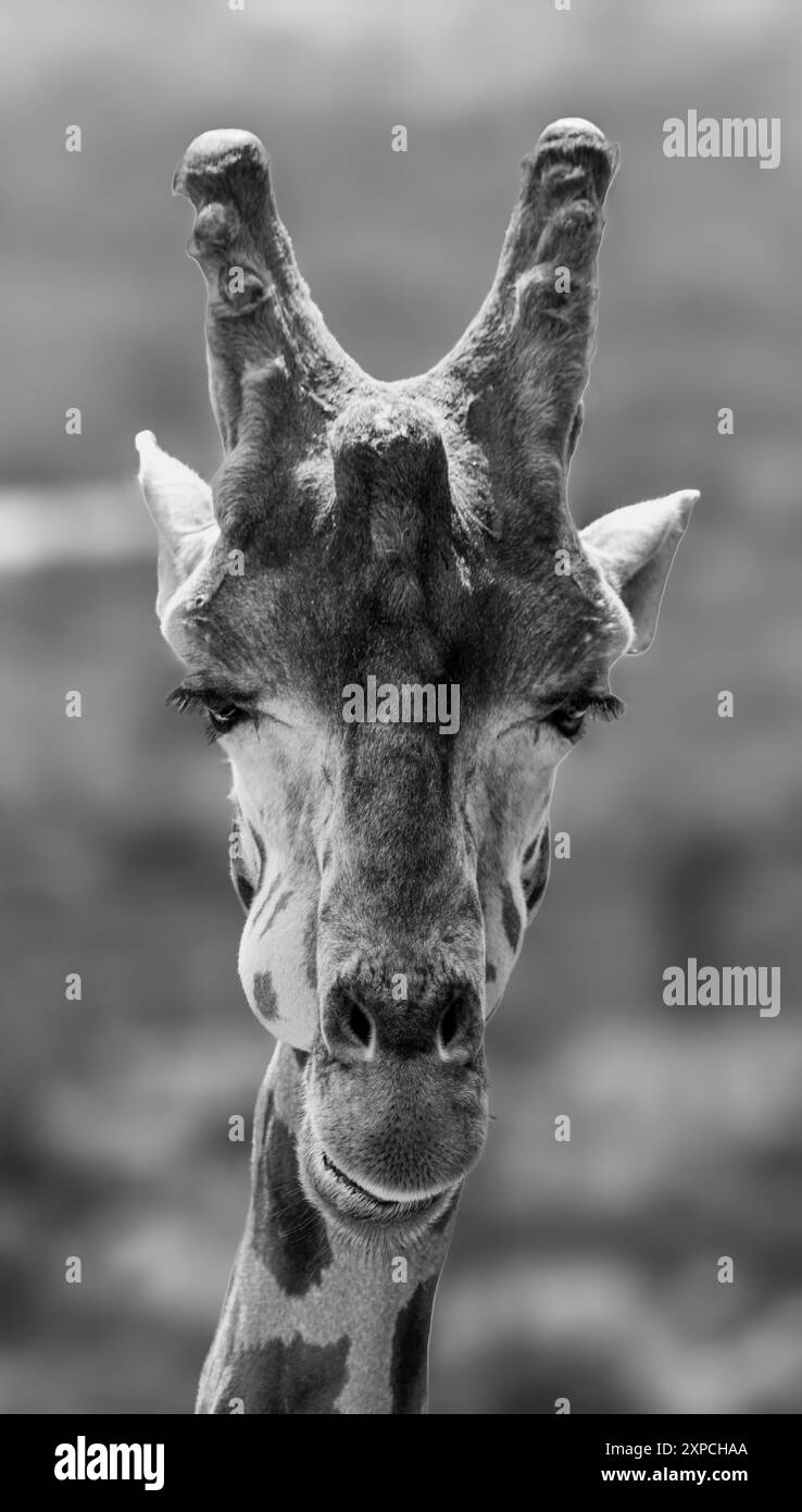 Giraffe portrait in black Black and White Stock Photos & Images - Alamy