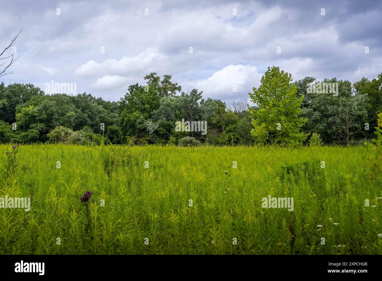 The beautiful field full of grass and trees in Cuyahoga Valley National Park, in Cleveland, a ...