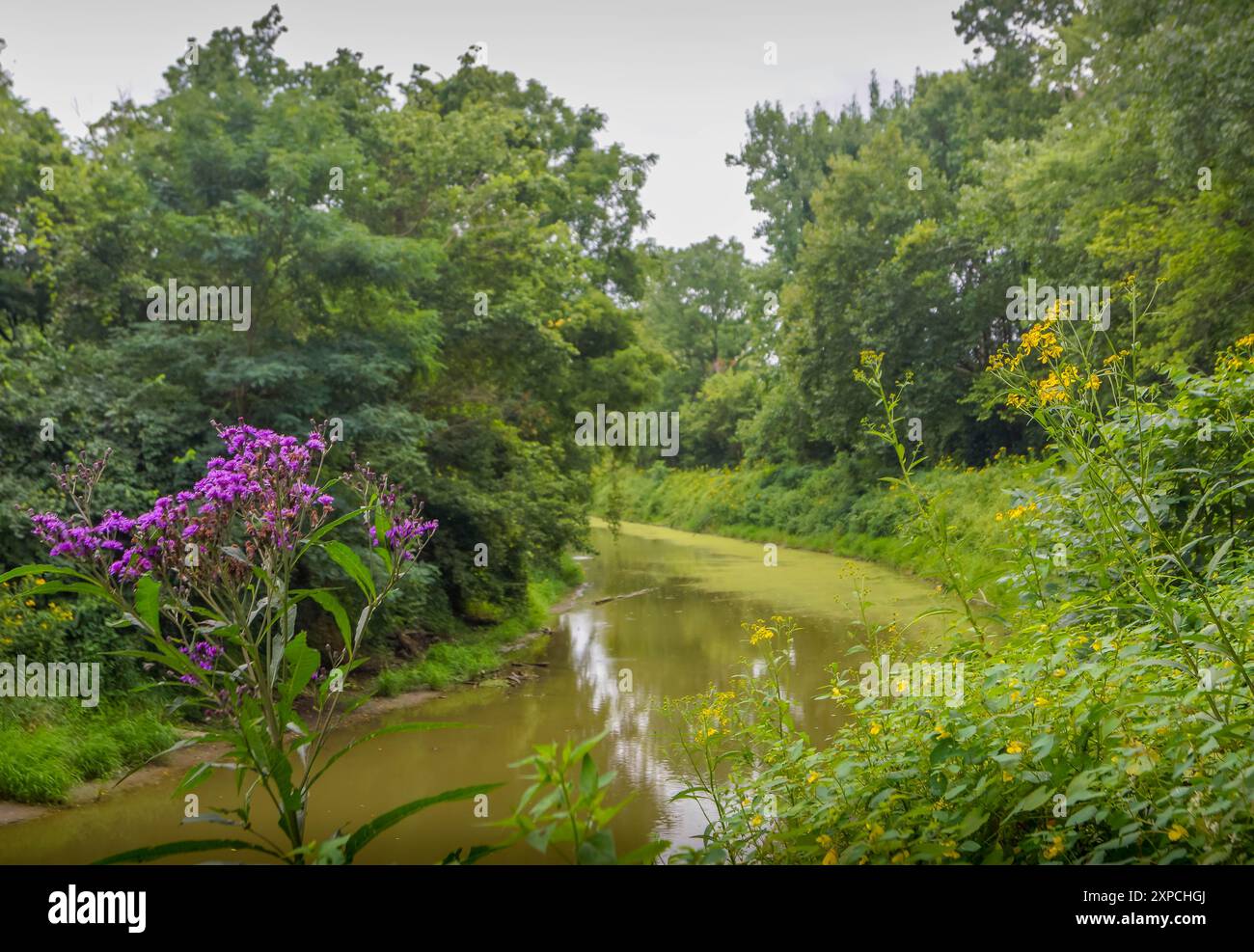 The flower in front of Cuyahoga river at the forest at Cuyahoga Valley ...
