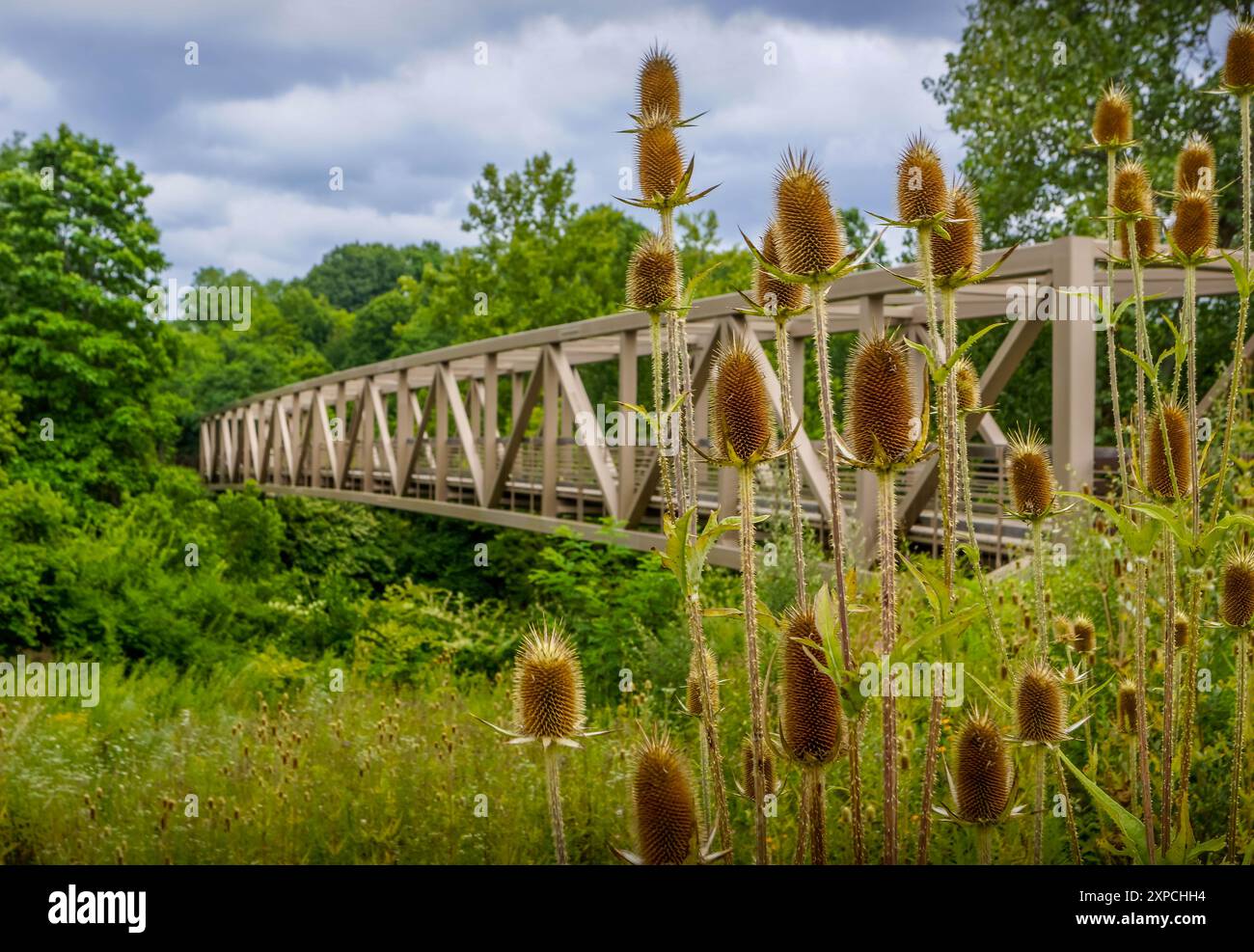 The Dipsacus plants and flowers in front of the old pedestrian wooden ...