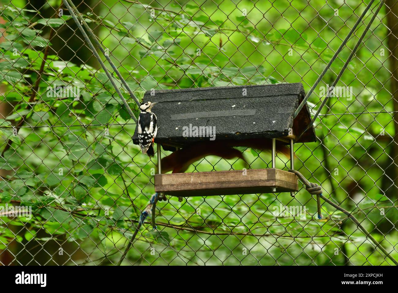 Wisconsin red squirrel hi-res stock photography and images - Alamy