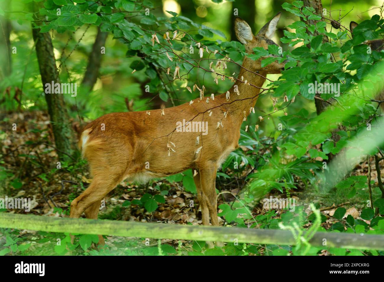 roe deer fawn in german forest wildlife cute nature wild Stock Photo ...