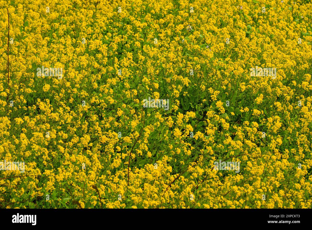 A wide field of blooming canola rapeseed flowers as seen from above ...