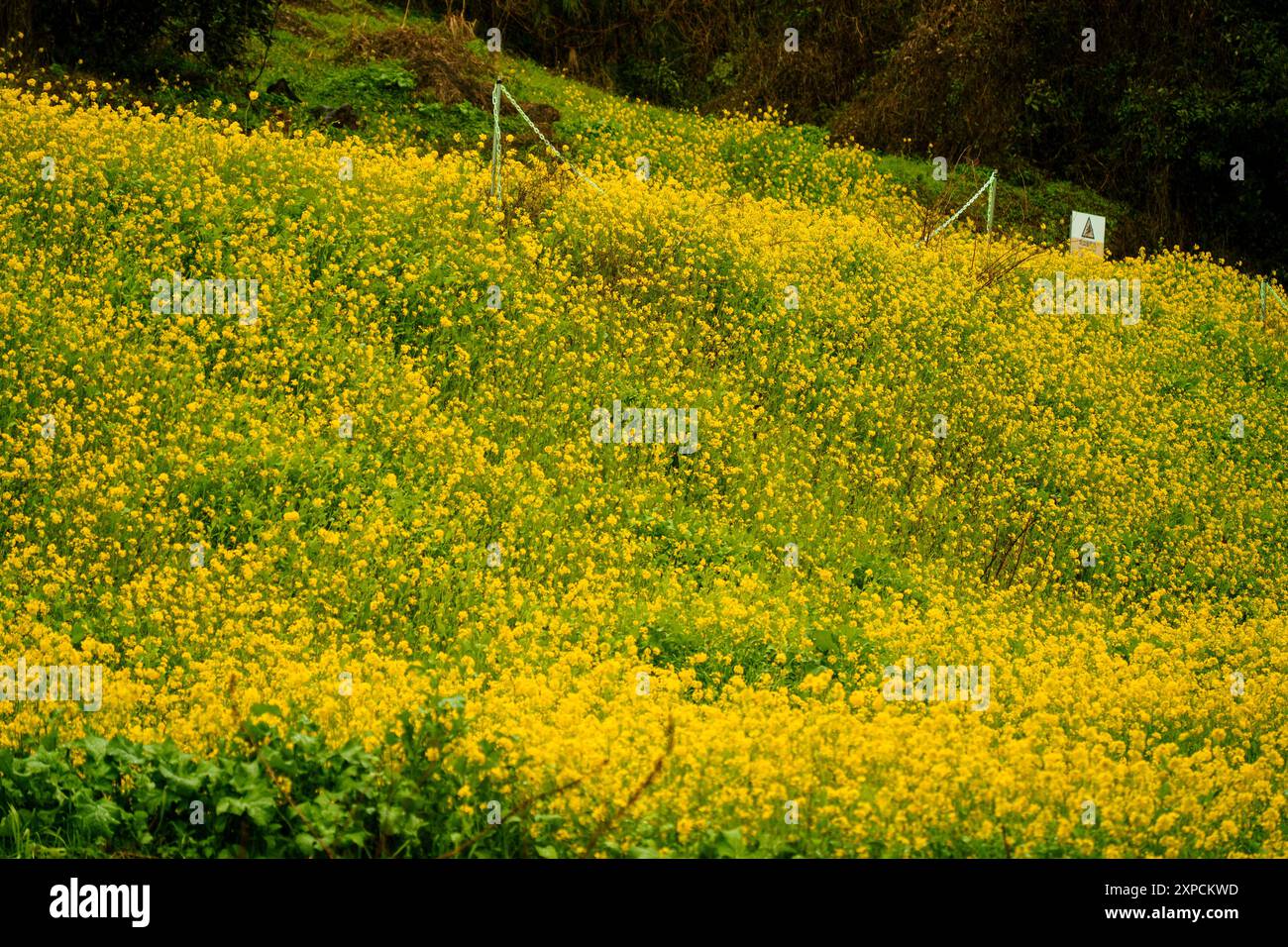A wide field of blooming canola rapeseed flowers with trees in the ...