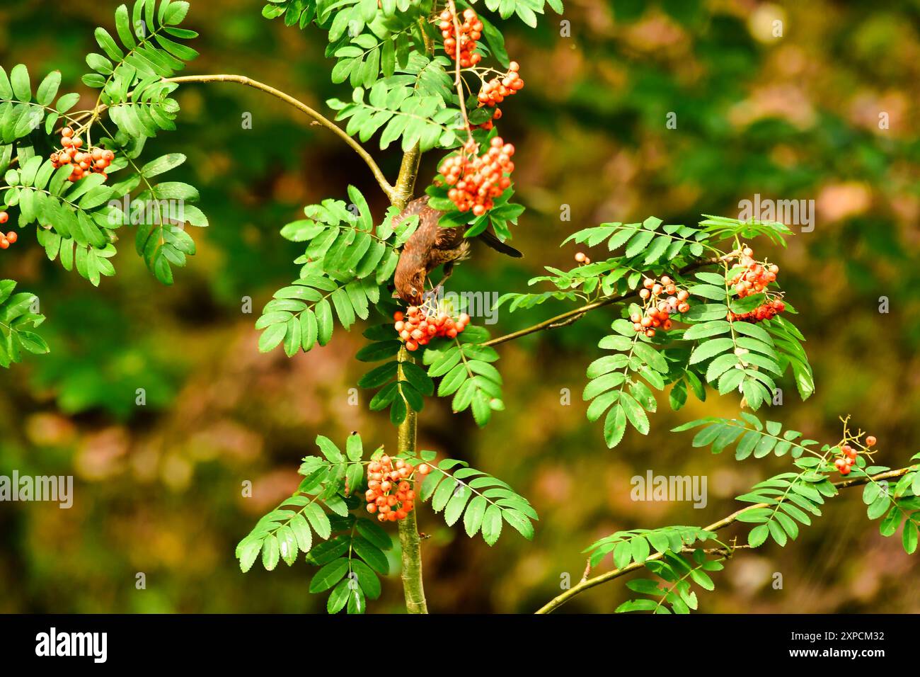 black bird eating berrys on tree nature wildlife songbird Stock Photo ...