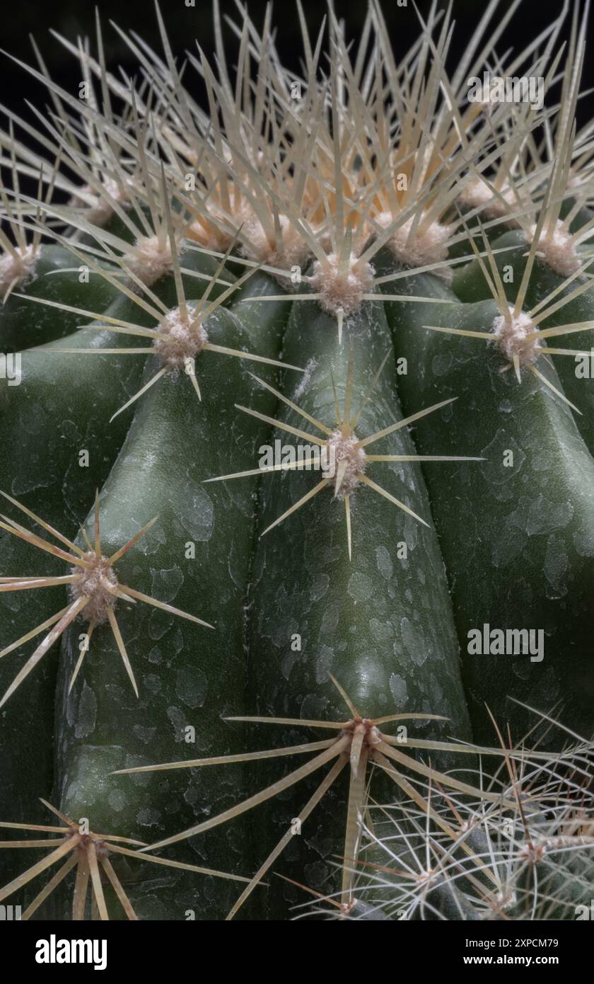 Close-up of Ferocactus echidne with sharp white prickles. Prickly green ...