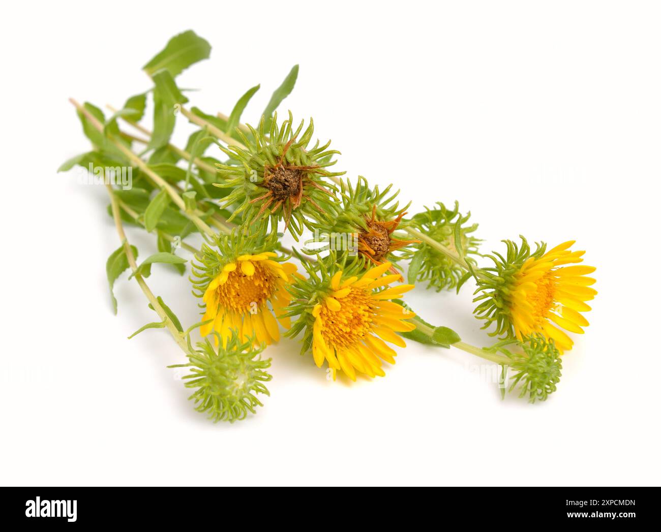 Curlycup gumweed hi-res stock photography and images - Alamy