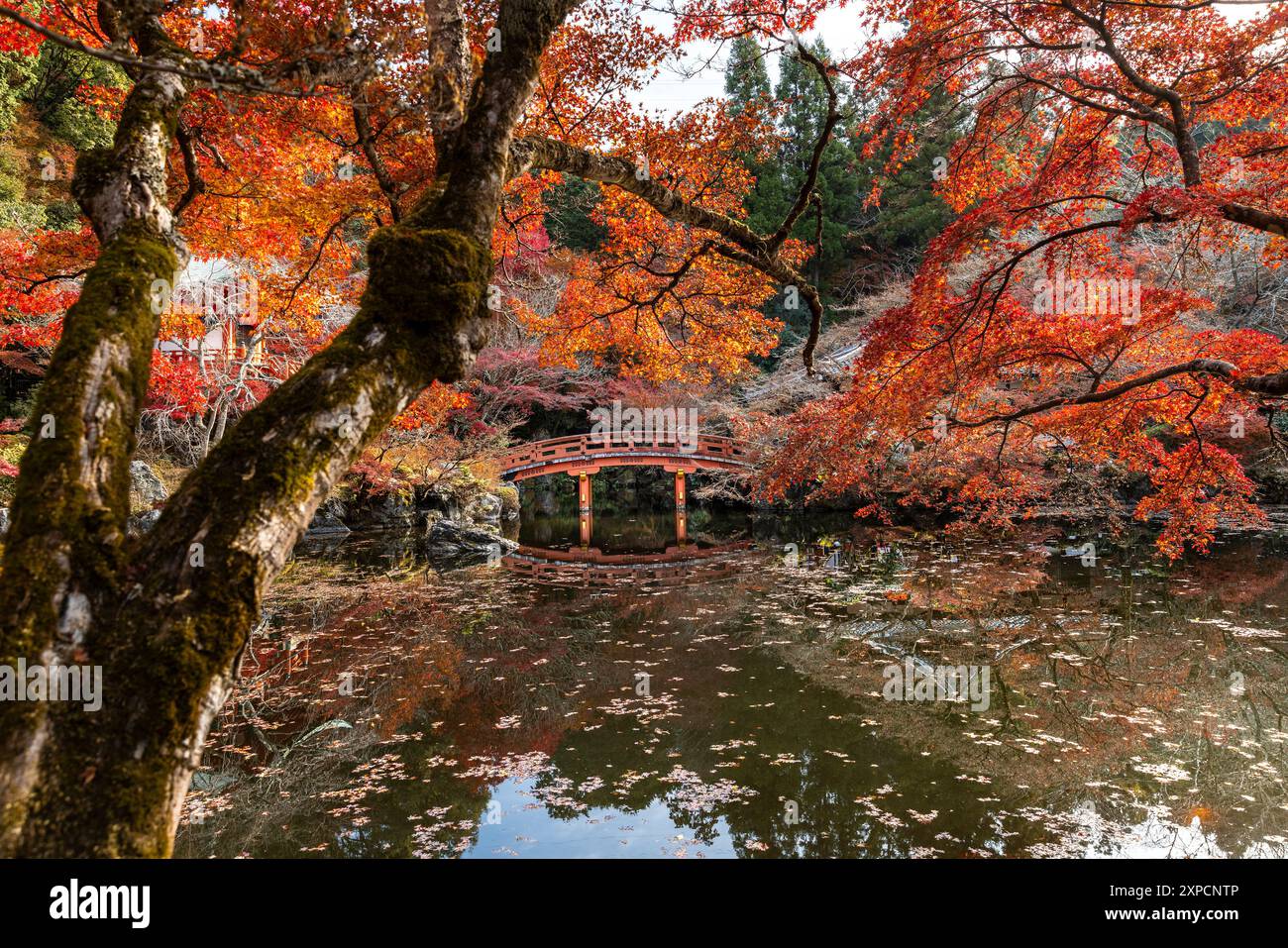 Daigo ji temple japanese bridge pond with colorful autumn foliage ...