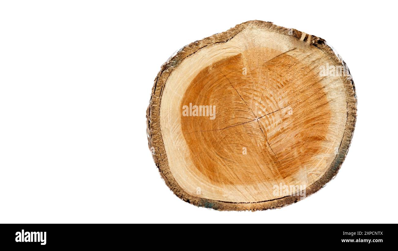 Cut-out image of a cross-section of a log on a white background with ...