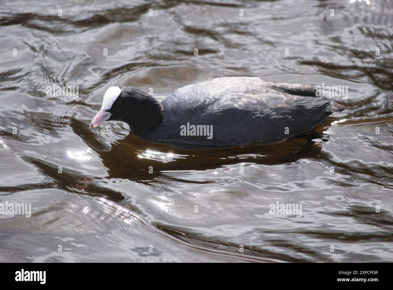 Eurasian coot swimming in lake hi-res stock photography and images - Alamy