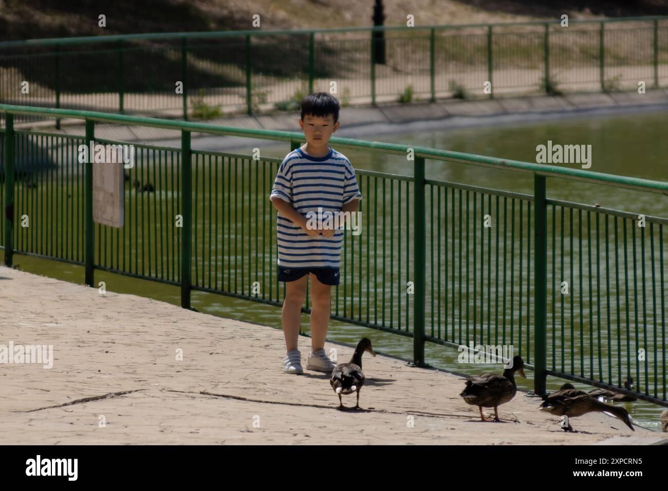 Asian boy playing in a public park with a family of ducks during summer ...
