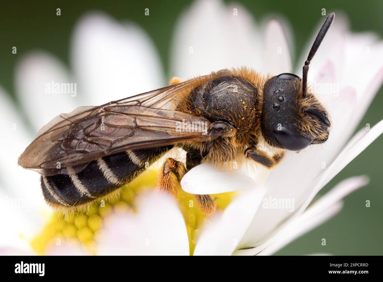 Halictus hi-res stock photography and images - Alamy