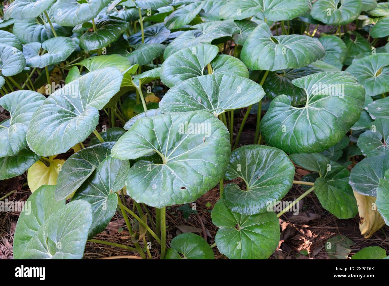 Farfugium japonicum - Ligularia Tussilaginea at the Málaga park ...