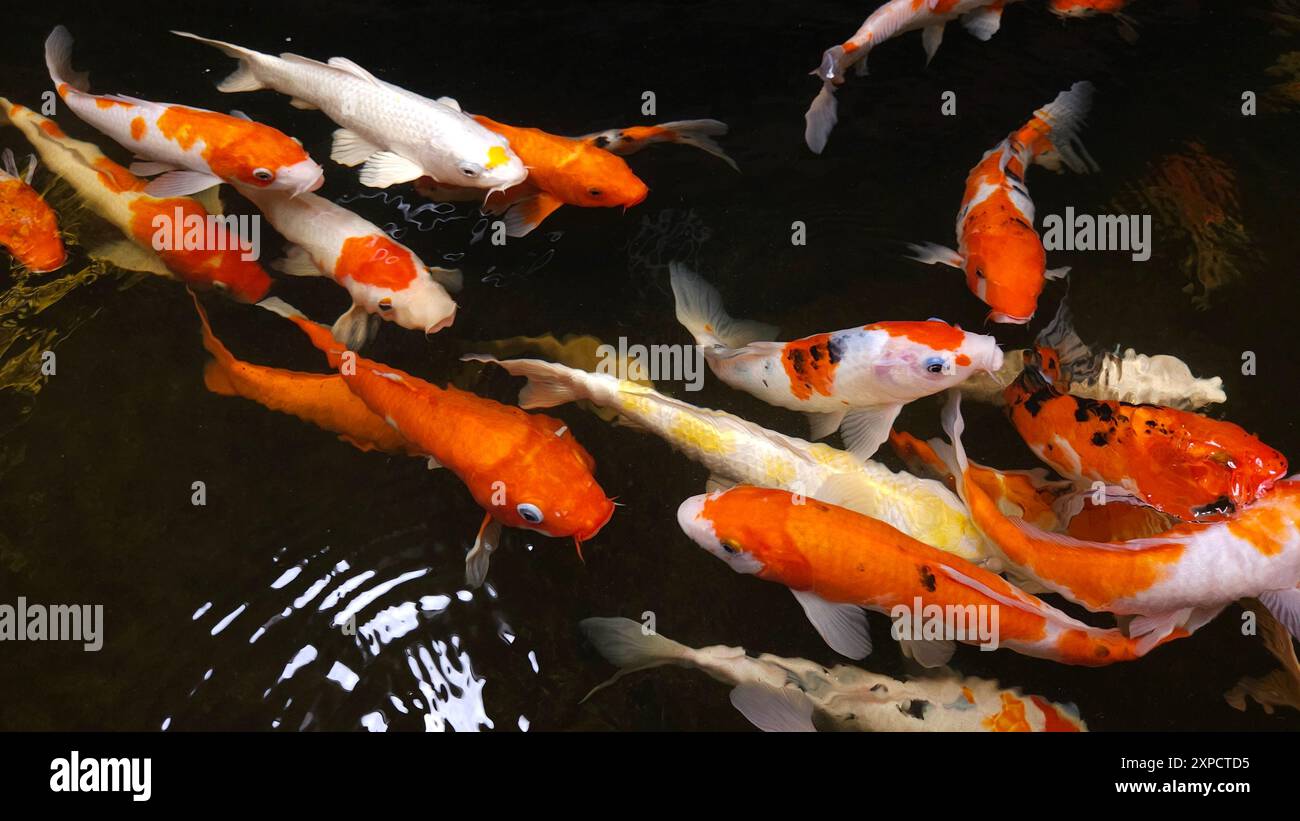 Close up of many colorful Koi fish or Japanese Koi carp swimming freely ...