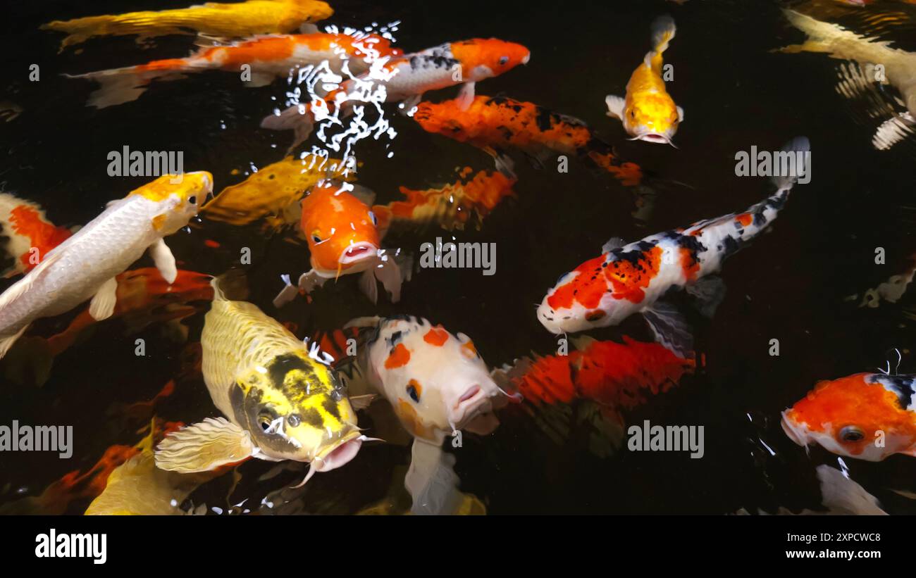 Close up of many colorful Koi fish or Japanese Koi carp swimming freely ...