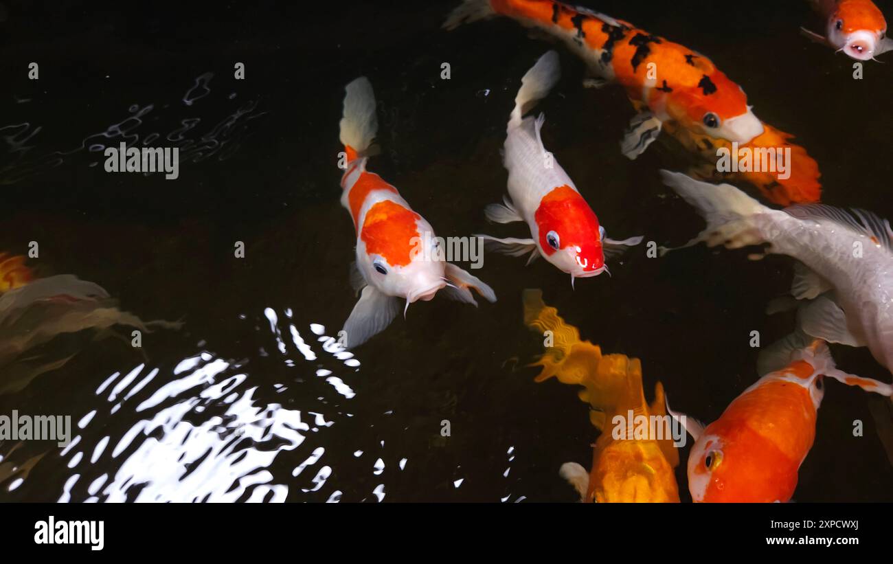 Close up of many colorful Koi fish or Japanese Koi carp swimming freely ...