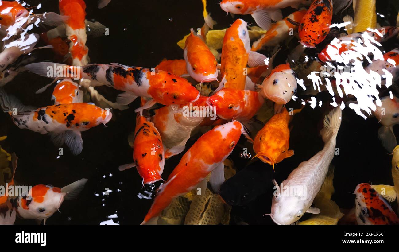 Top view many colorful Koi fish or Japanese Koi carp swimming freely in ...