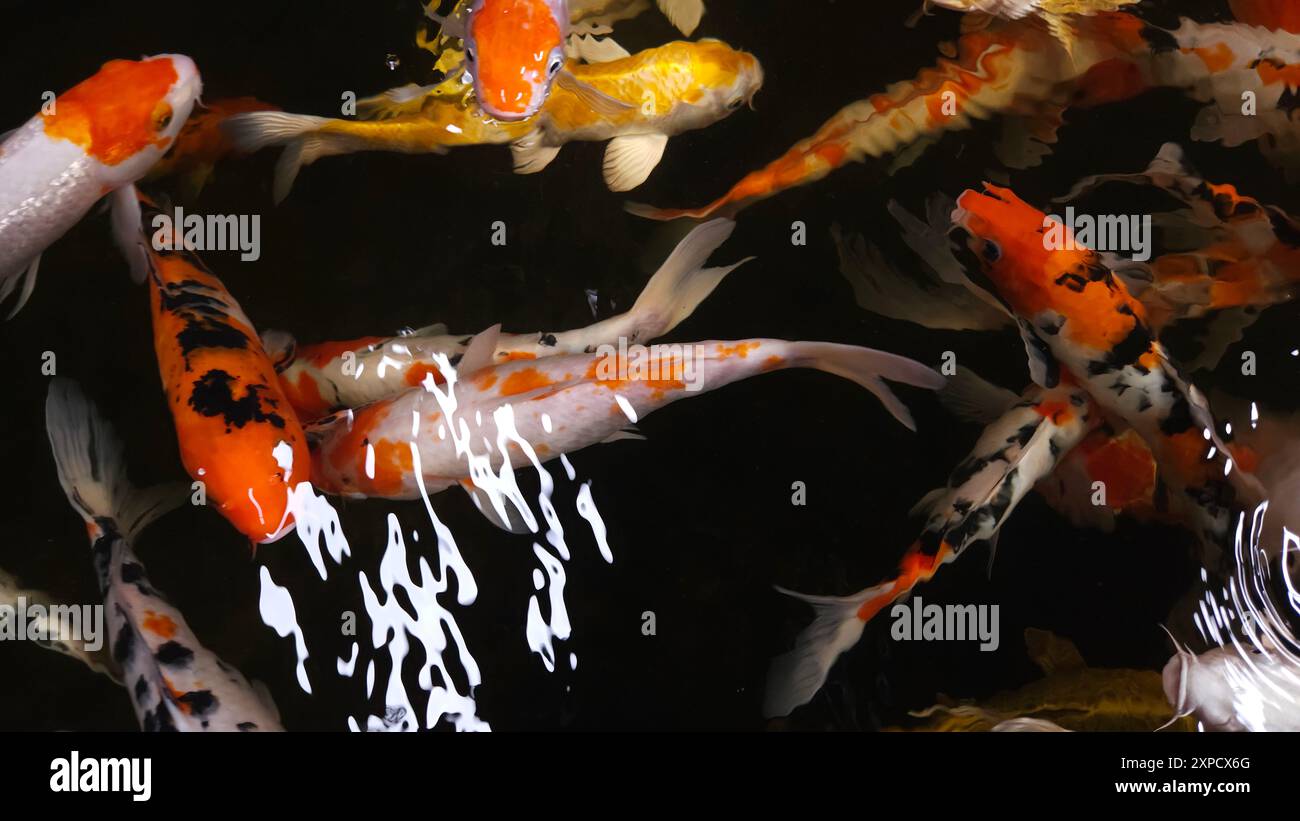 Top view many colorful Koi fish or Japanese Koi carp swimming freely in ...
