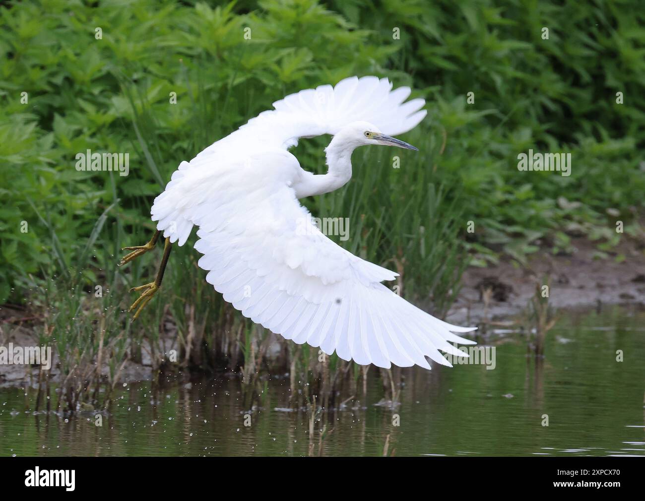 PURFLEET, United Kingdom, August 05: Little Egretin flight from Ken ...