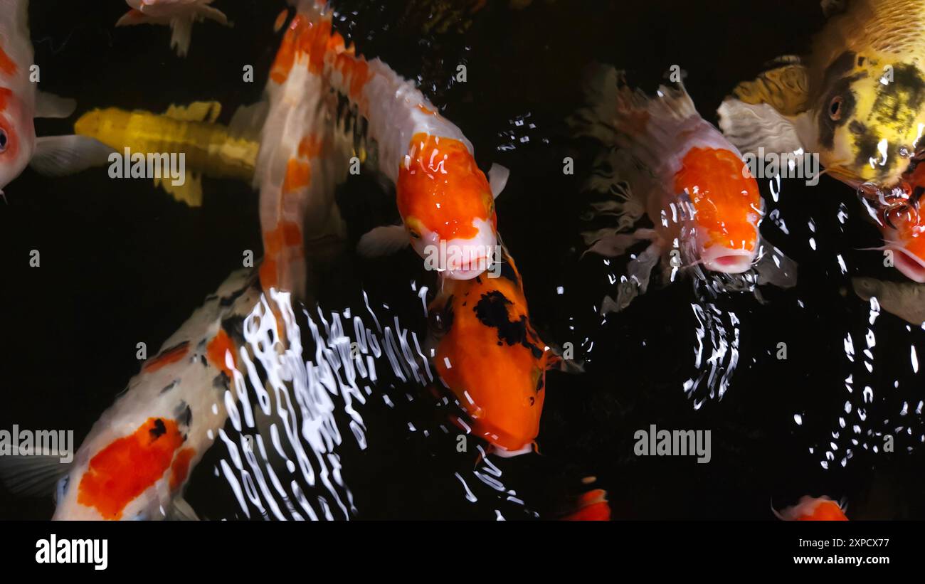 Top view many colorful Koi fish or Japanese Koi carp swimming freely in ...
