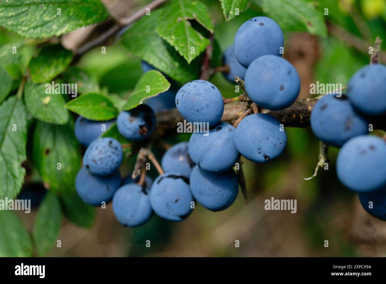 Harvesting fruits in the largest connected fruit growing area in Europe ...