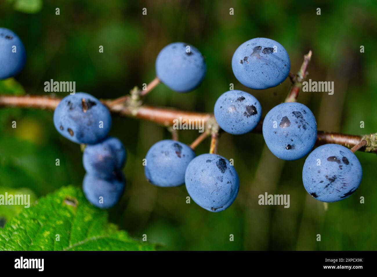 Harvesting fruits in the largest connected fruit growing area in Europe ...