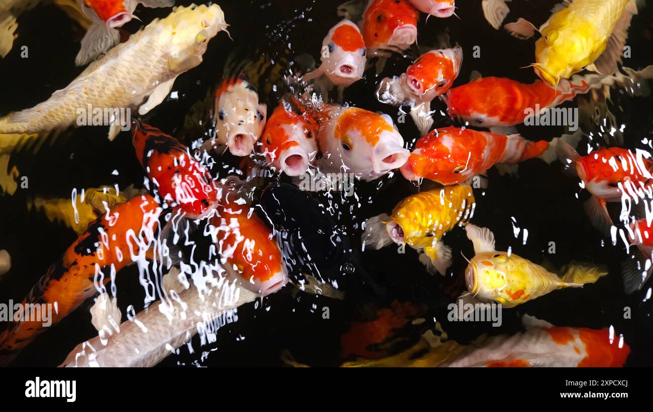 Top view many colorful Koi fish or Japanese Koi carp swimming freely in ...