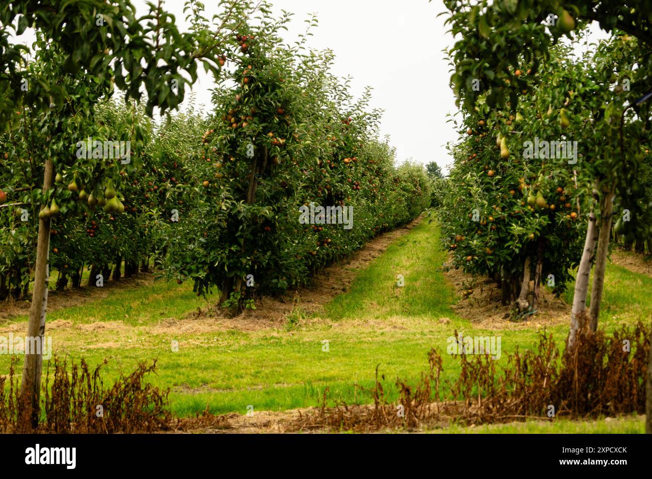 Harvesting fruits in the largest connected fruit growing area in Europe ...