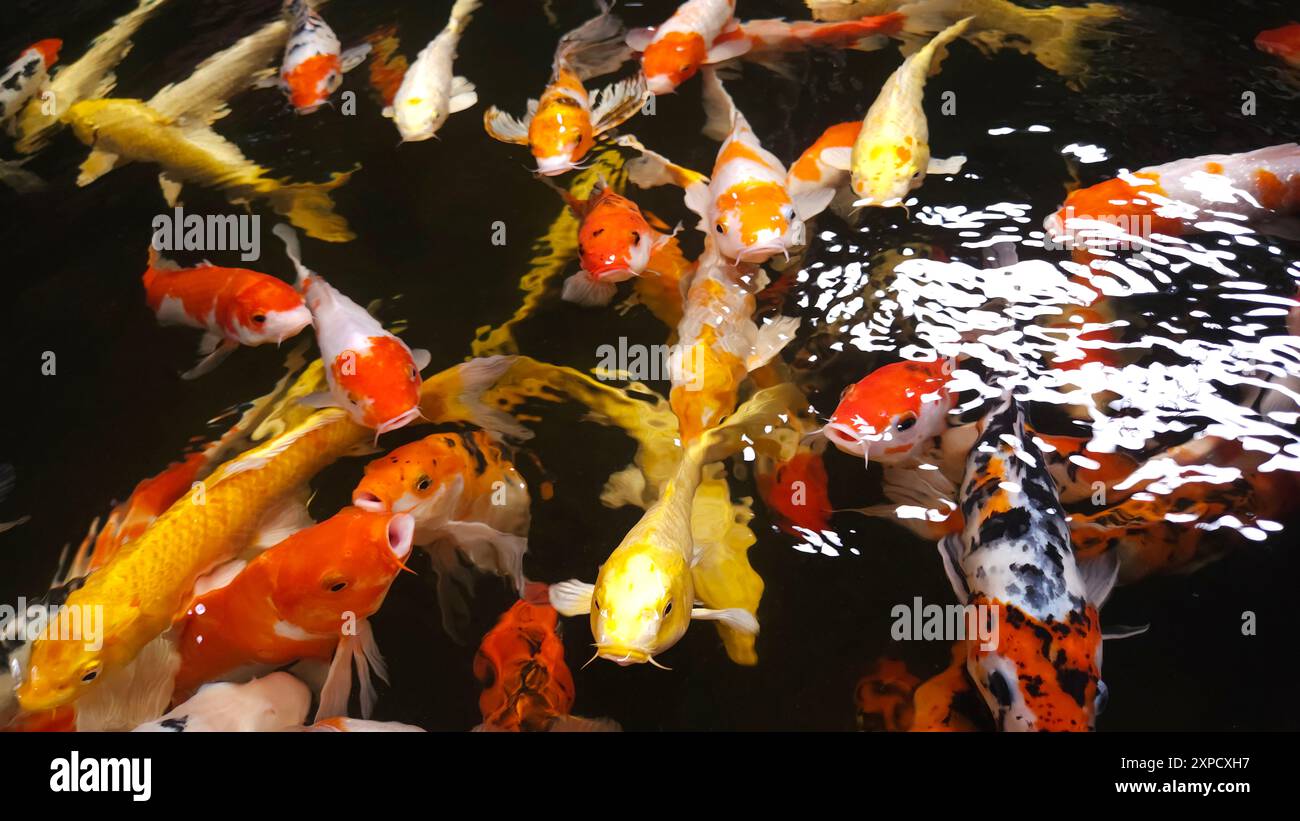 Top view many colorful Koi fish or Japanese Koi carp swimming freely in ...