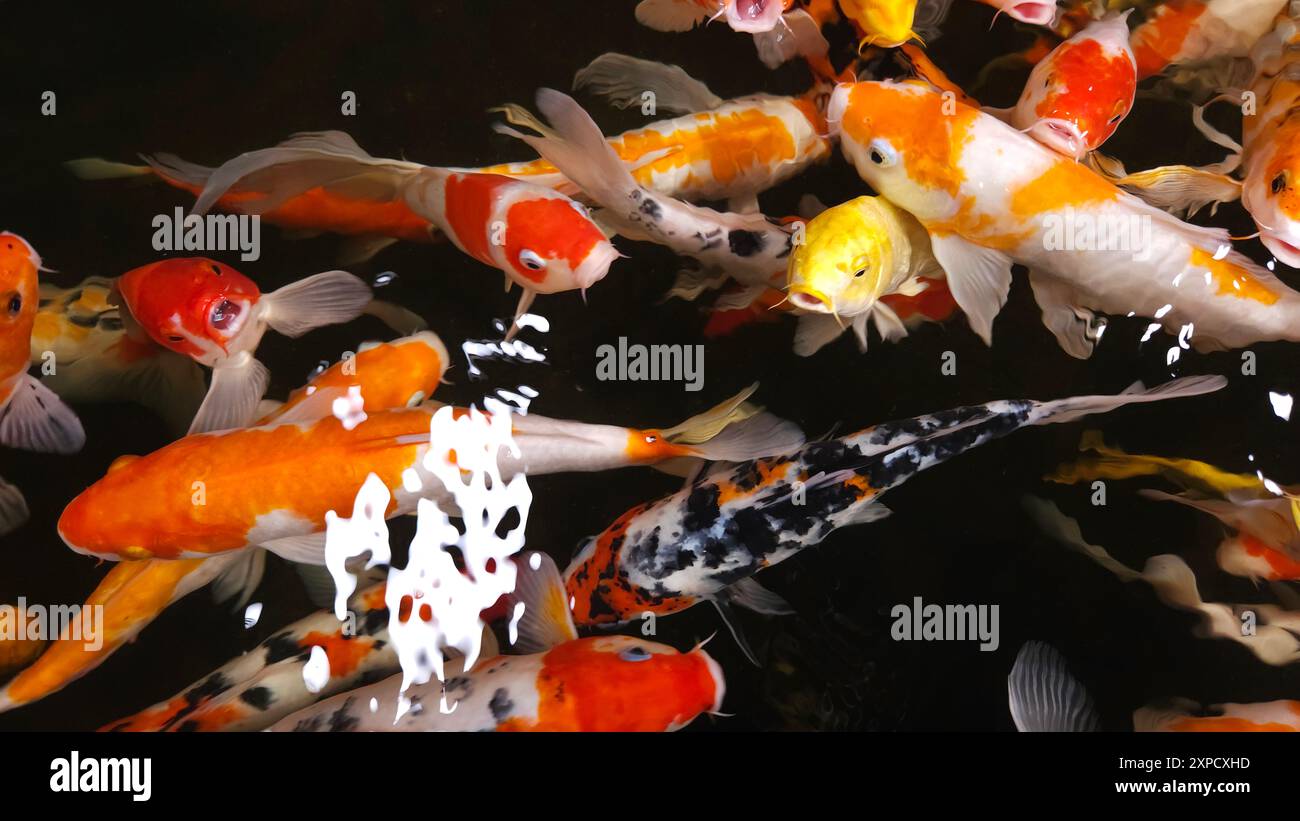 Top view many colorful Koi fish or Japanese Koi carp swimming freely in ...