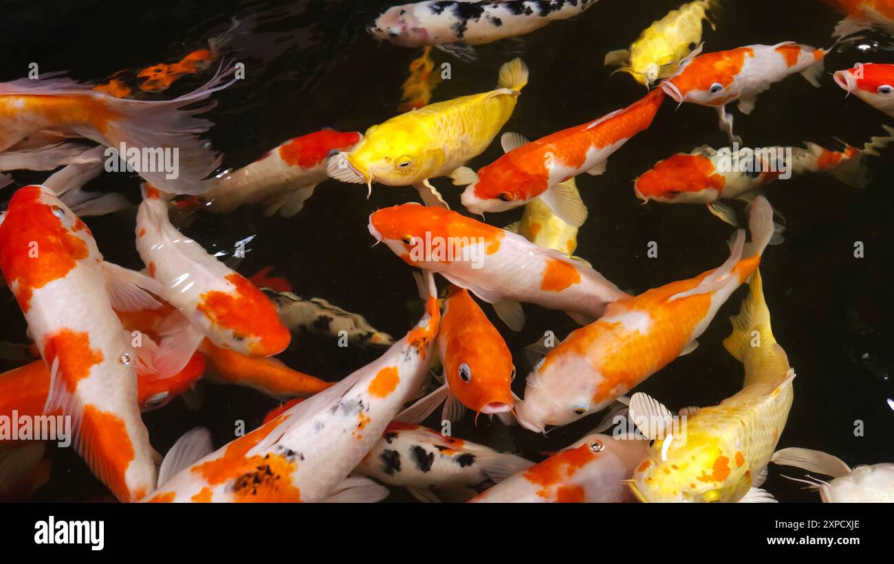 Top view many colorful Koi fish or Japanese Koi carp swimming freely in ...
