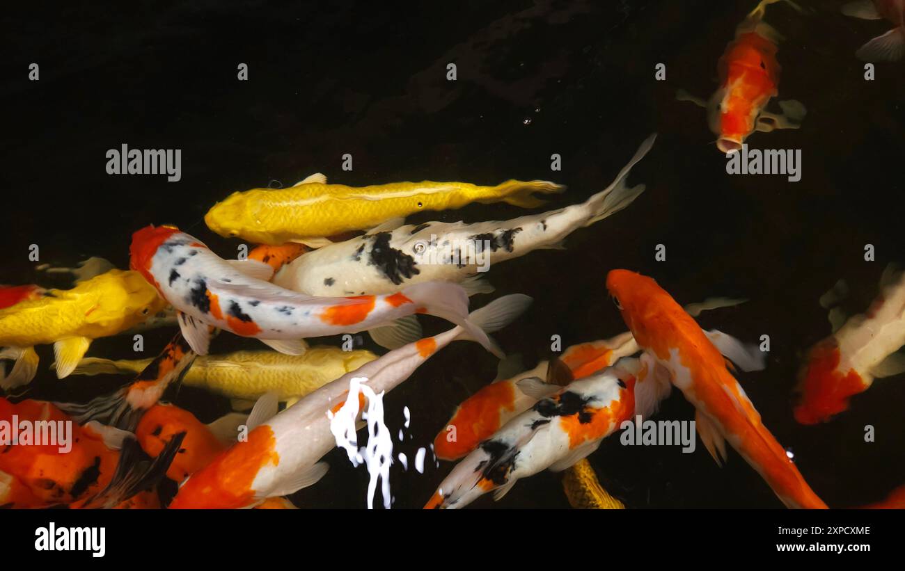 Top view many colorful Koi fish or Japanese Koi carp swimming freely in ...